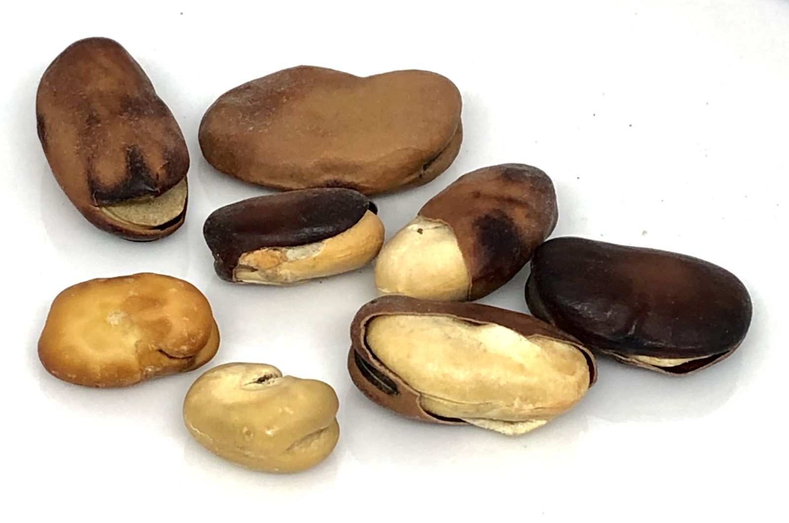 Tostado de Haba | Bolivianita.de